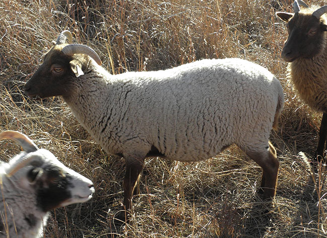 Ewes – Smoky Buttes Ranch
