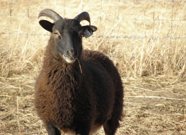 Ewes – Smoky Buttes Ranch