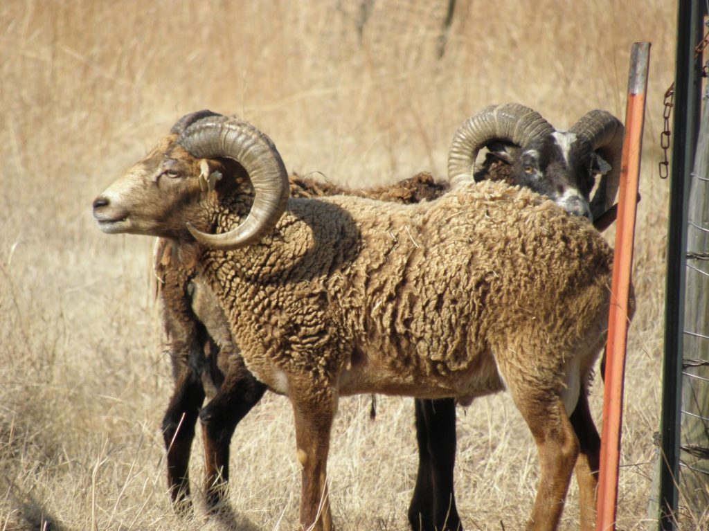 Rams – Smoky Buttes Ranch