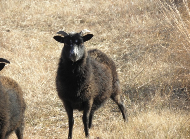 Ewes – Smoky Buttes Ranch