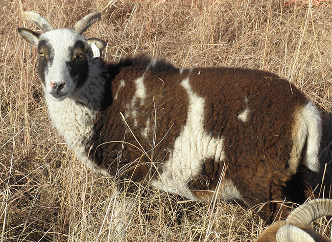 Ewes – Smoky Buttes Ranch