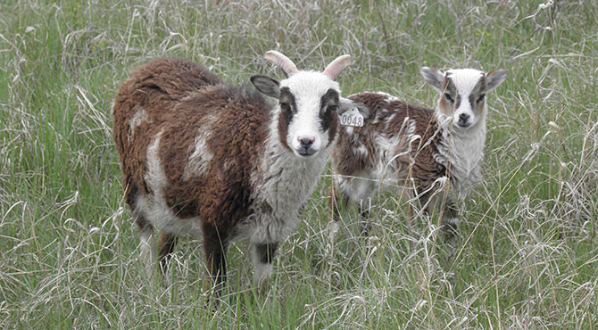Soay Sheep – Smoky Buttes Ranch