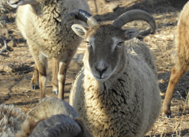 Ewes – Smoky Buttes Ranch