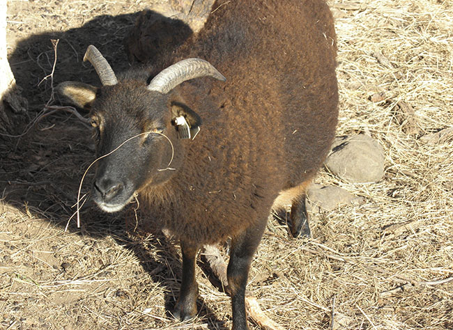 Ewes – Smoky Buttes Ranch