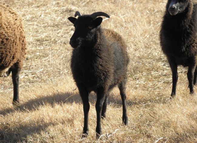 Ewes – Smoky Buttes Ranch