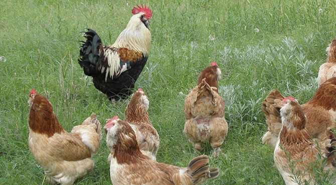 Chickens – Smoky Buttes Ranch