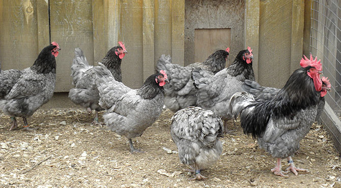 Chickens – Smoky Buttes Ranch
