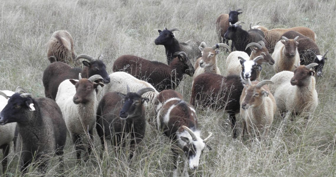 Ewes – Smoky Buttes Ranch