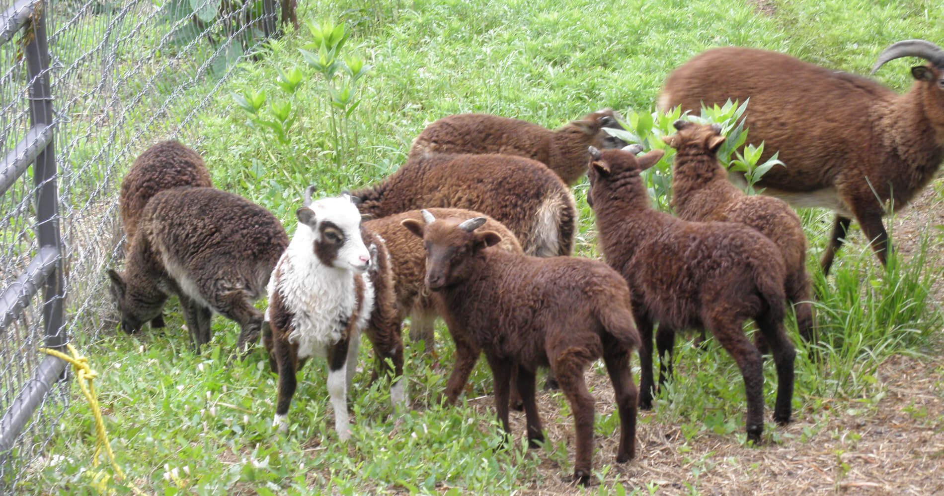 Soay Sheep For Sale – Smoky Buttes Ranch