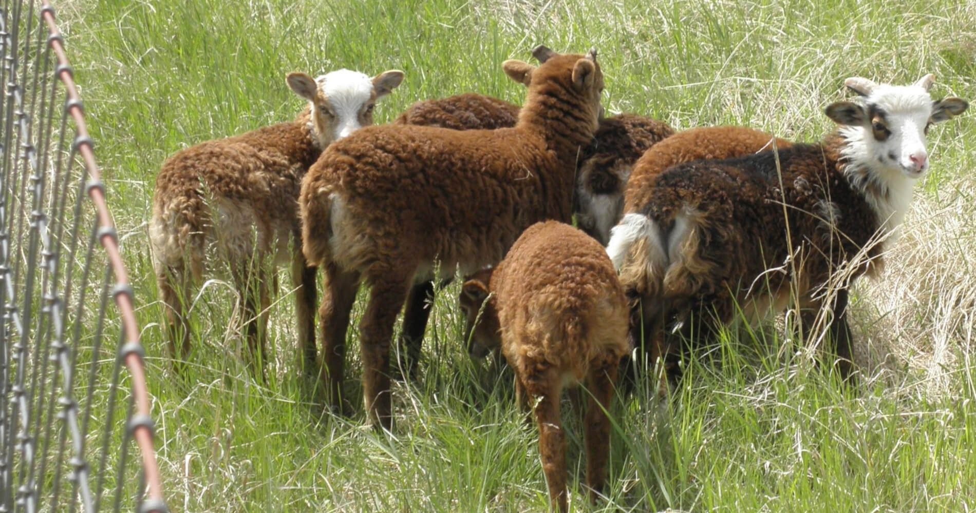 Soay Sheep For Sale – Smoky Buttes Ranch