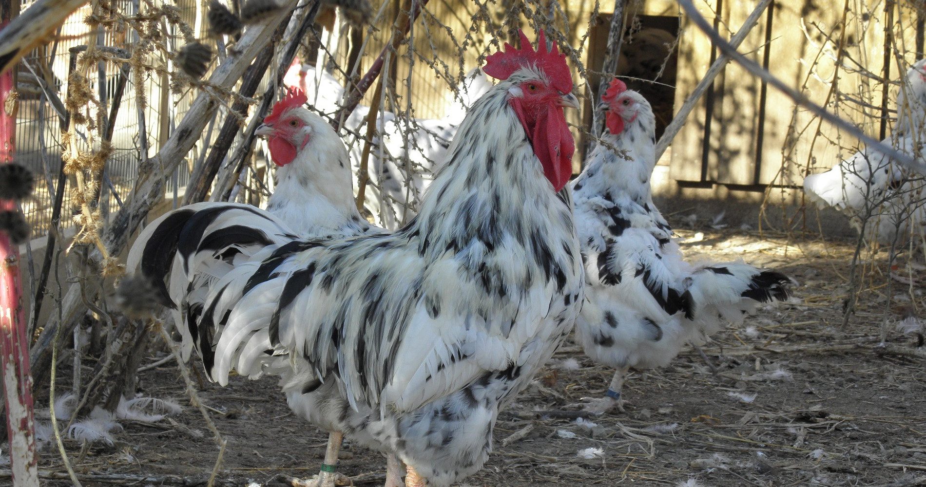 Erminettes – Smoky Buttes Ranch