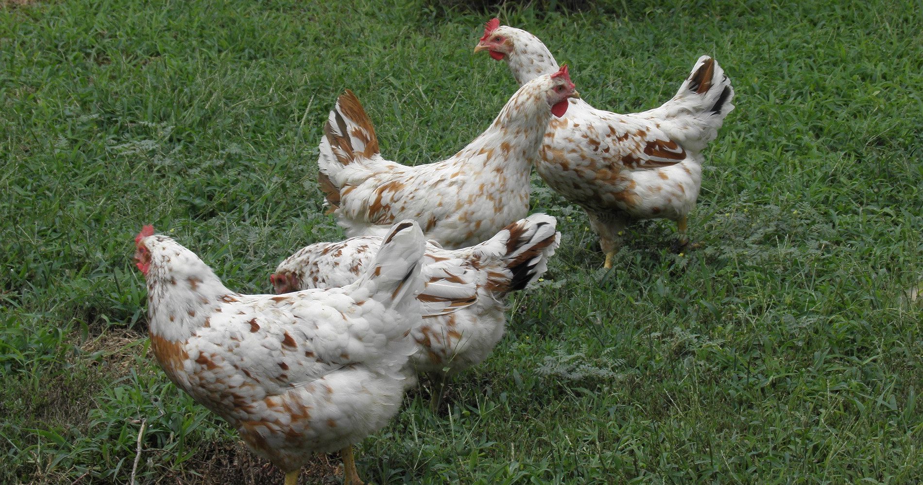 Red Erminettes – Smoky Buttes Ranch