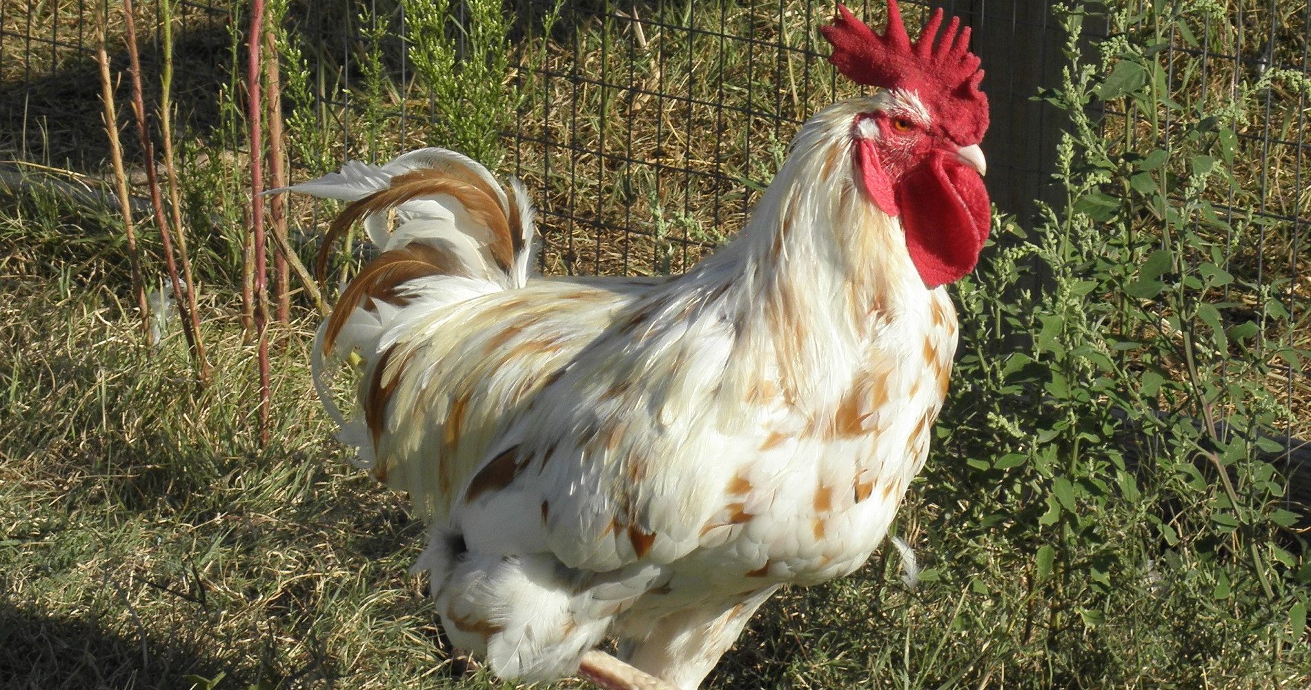 Red Erminettes – Smoky Buttes Ranch
