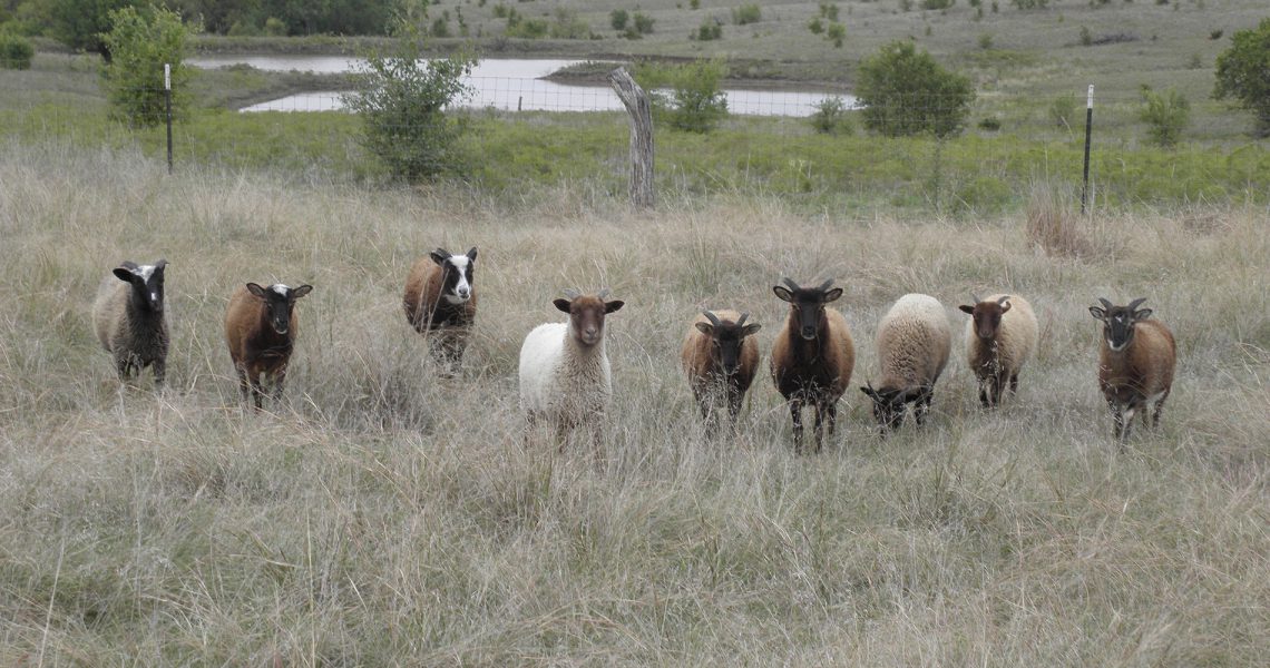 Ewes – Smoky Buttes Ranch