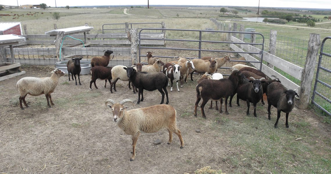 Ewes – Smoky Buttes Ranch