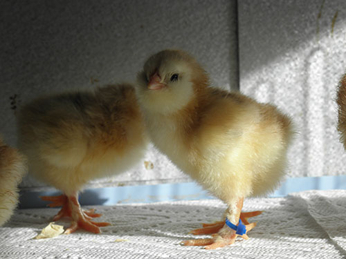 Salmon Faverolles For Sale – Smoky Buttes Ranch