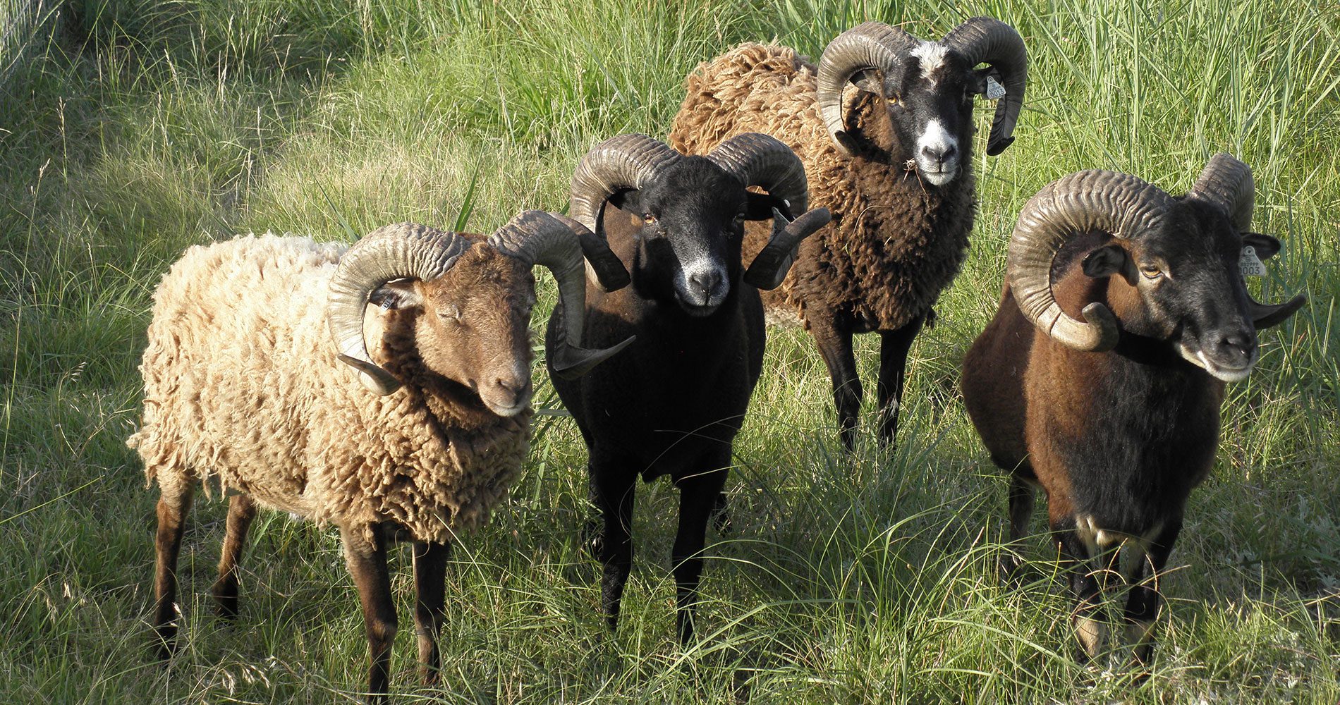 About Us – Smoky Buttes Ranch